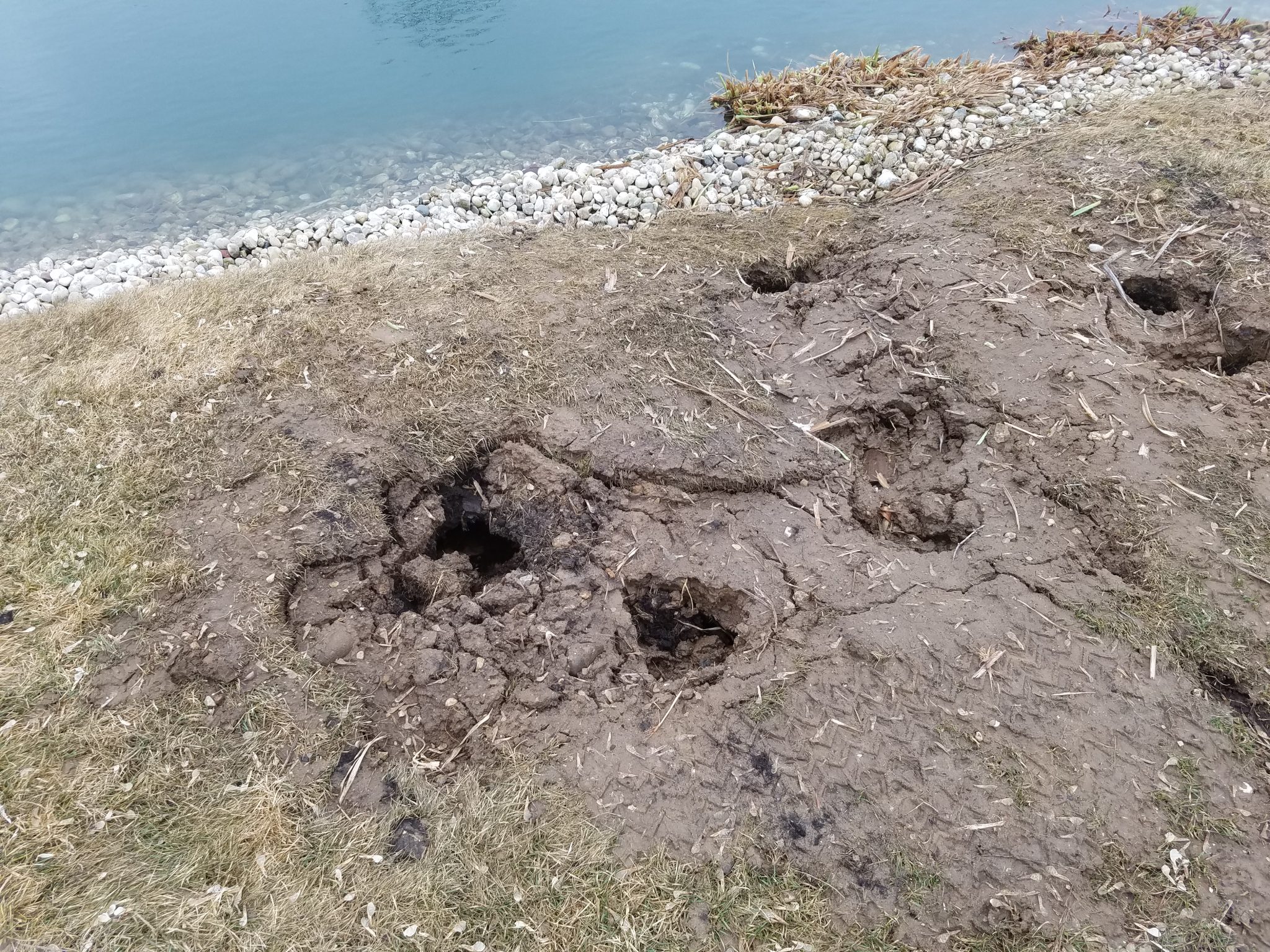 Muskrats are eroding my pond banks! | Suburban Wildlife Solutions, LLC